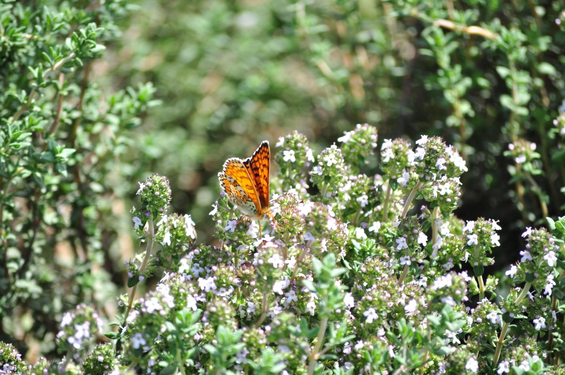 Tijm, het kruid met therapeutische eigenschappen - Oh!rganic